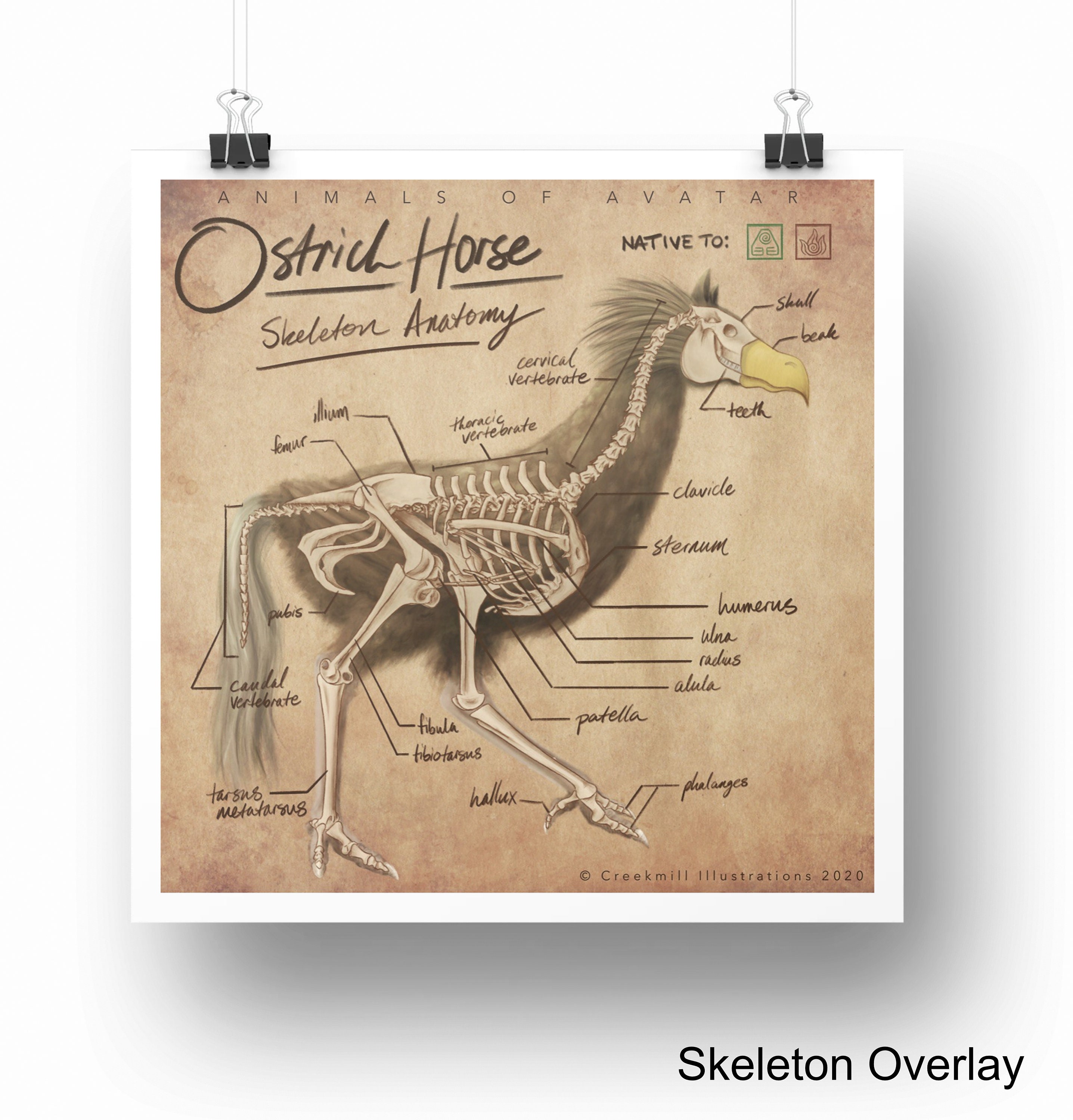 Ostrich Horse Anatomy and Field Guide / Avatar the Last Airbender ...