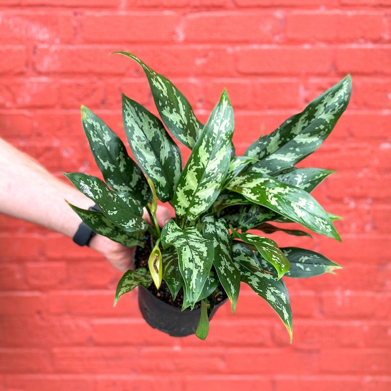 Chinese Evergreen Maria Plant - Etsy