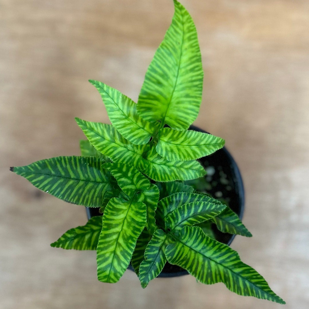 Phlebodium Aureum mandianum Golden Zebra Fern - Etsy