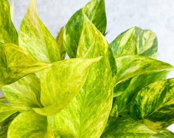 Neon Queen Pothos New Cultivator Beautiful Pothos in a 2 or 4 Pot - Etsy
