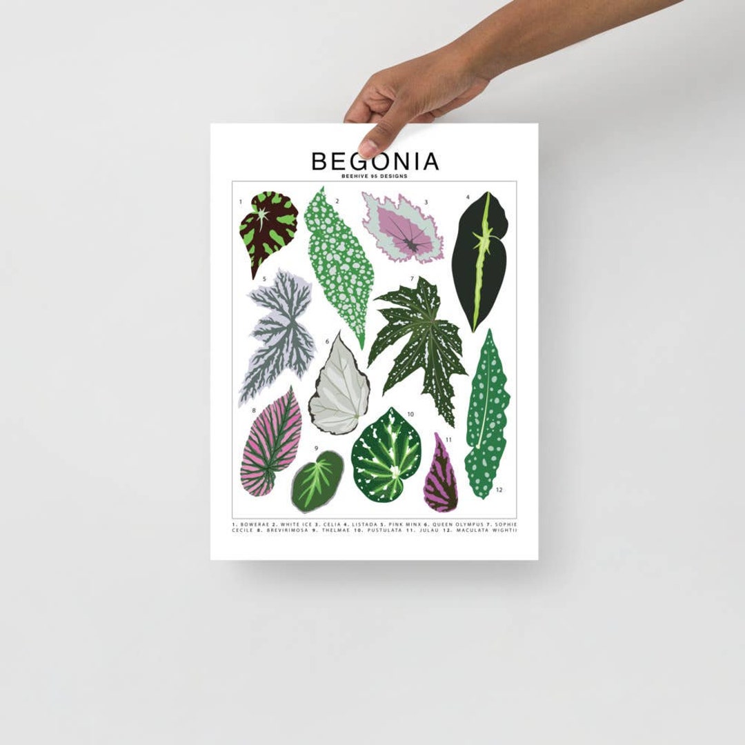 Begonia Species ID Chart Botanical Houseplant Art Print - Etsy
