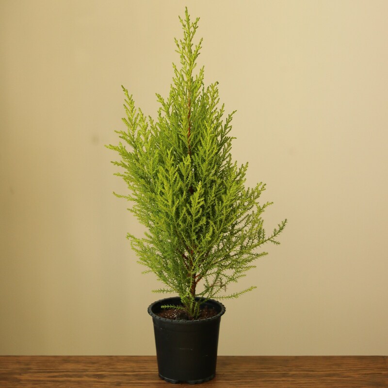 Dwarf Cypress - Etsy