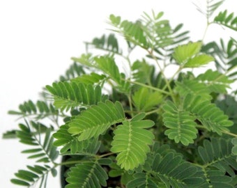 Mimosa Pudica Sensitive Plant 4in Pot - Etsy
