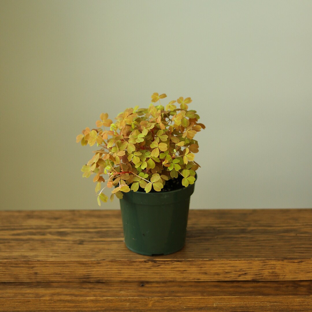 Oxalis Spiralis Aurea Gold - Etsy
