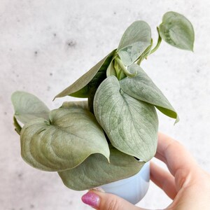 Scindapsus Pictus 'sooo Silver' - Etsy