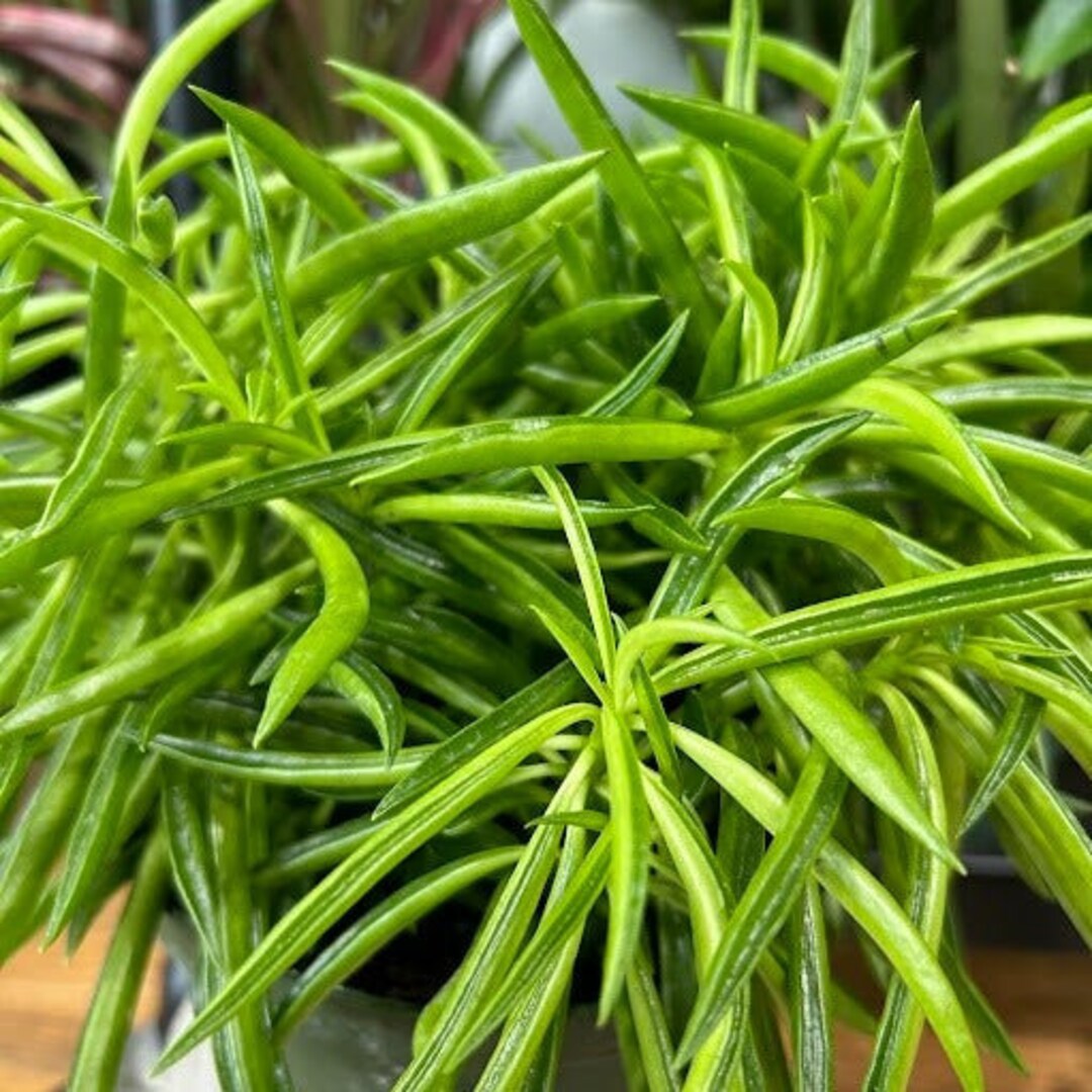 Peperomia Ferreyrae happy Bean Happy Bean Plant - Etsy