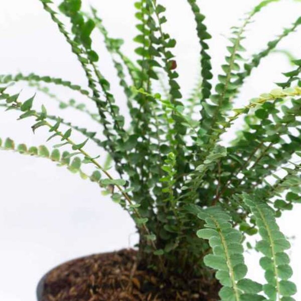 Button Fern - Etsy