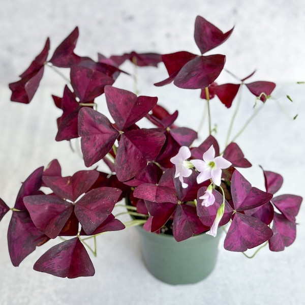 Oxalis Triangularis - Etsy