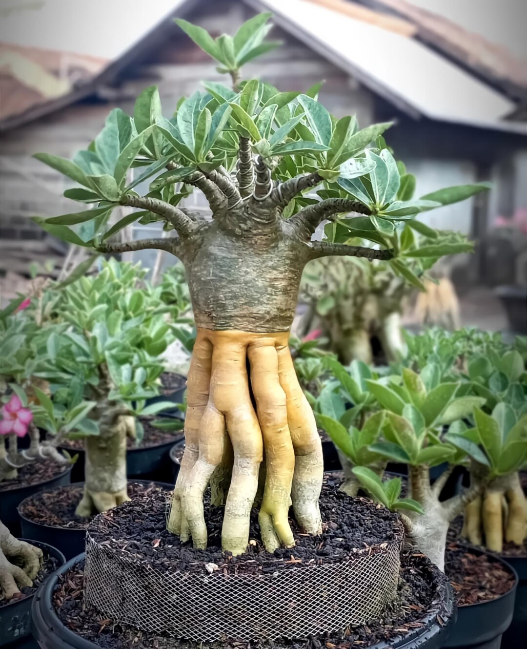 Actual Plant. Bonsai Desert Rose. Adenium Bonsai Arabicum Long Codex ...