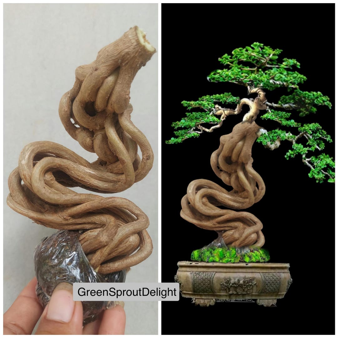 Pre Bonsai Starter Split Trunk, Premna Micropylla. - Etsy