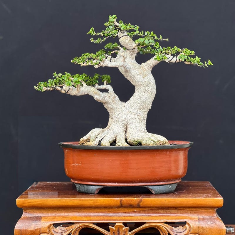 Real Bonsai Tree - Etsy