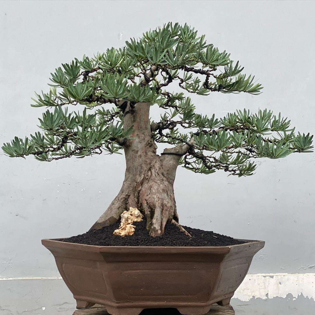 Life Tree. Bonsai Lohansung Blue Ice - Etsy