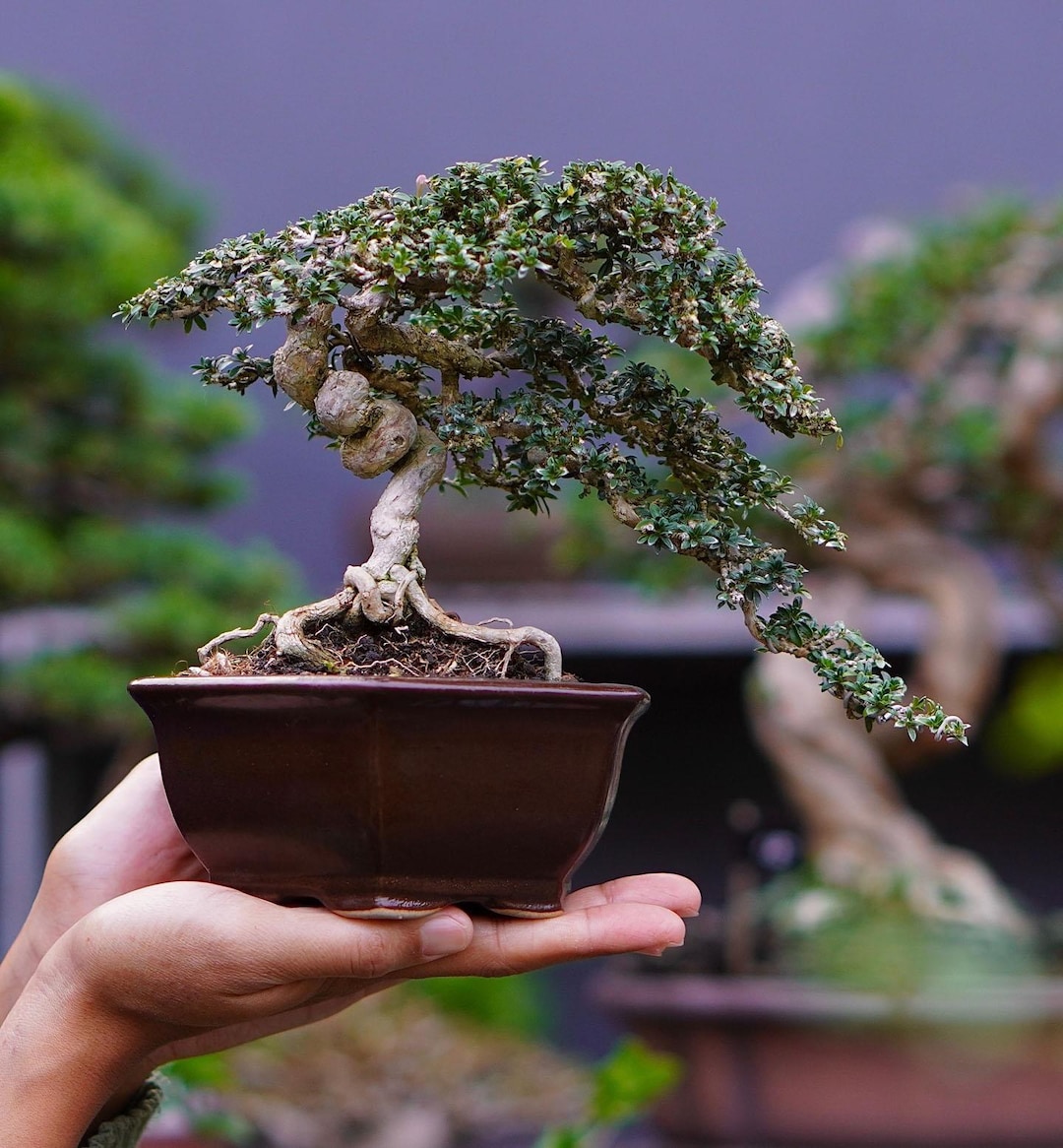 Life Tree. Bonsai Serissa Snowrose - Etsy