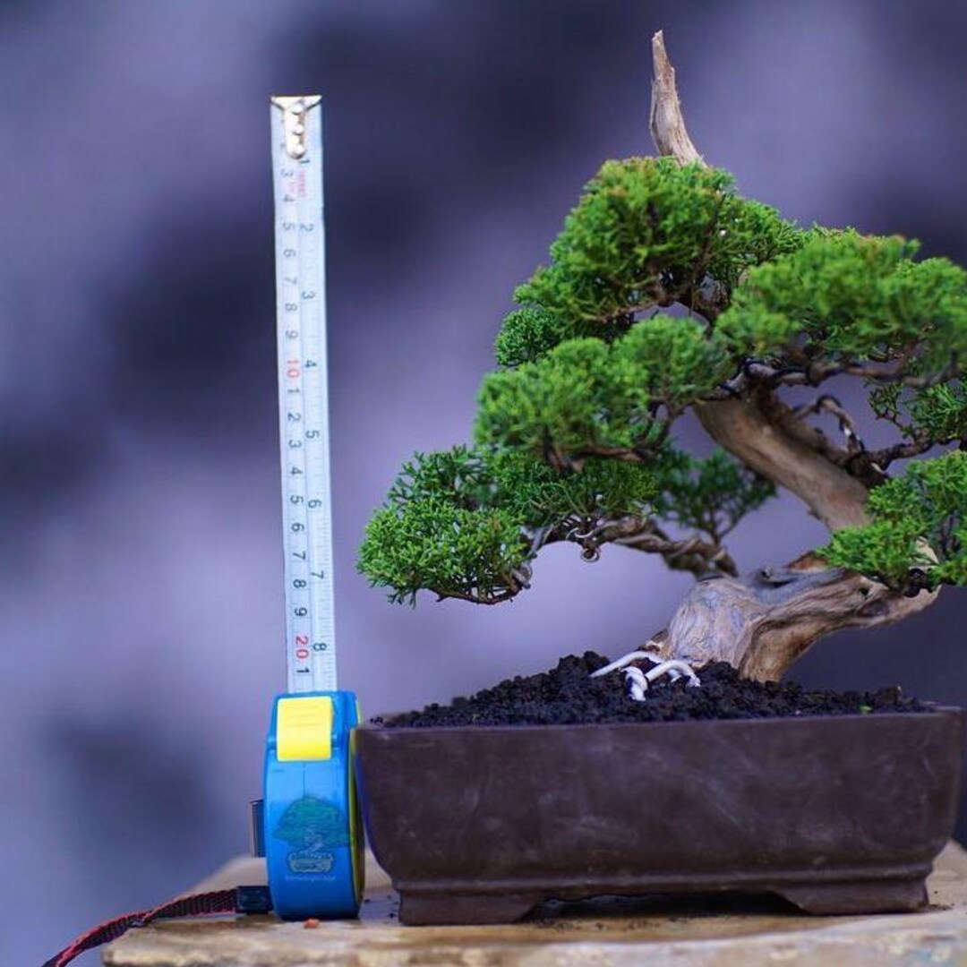 Life Tree. Bonsai Juniperus Itogawa Tanuki - Etsy