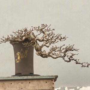 Life Tree. Bonsai Dwarf Barbados Cherry - Etsy