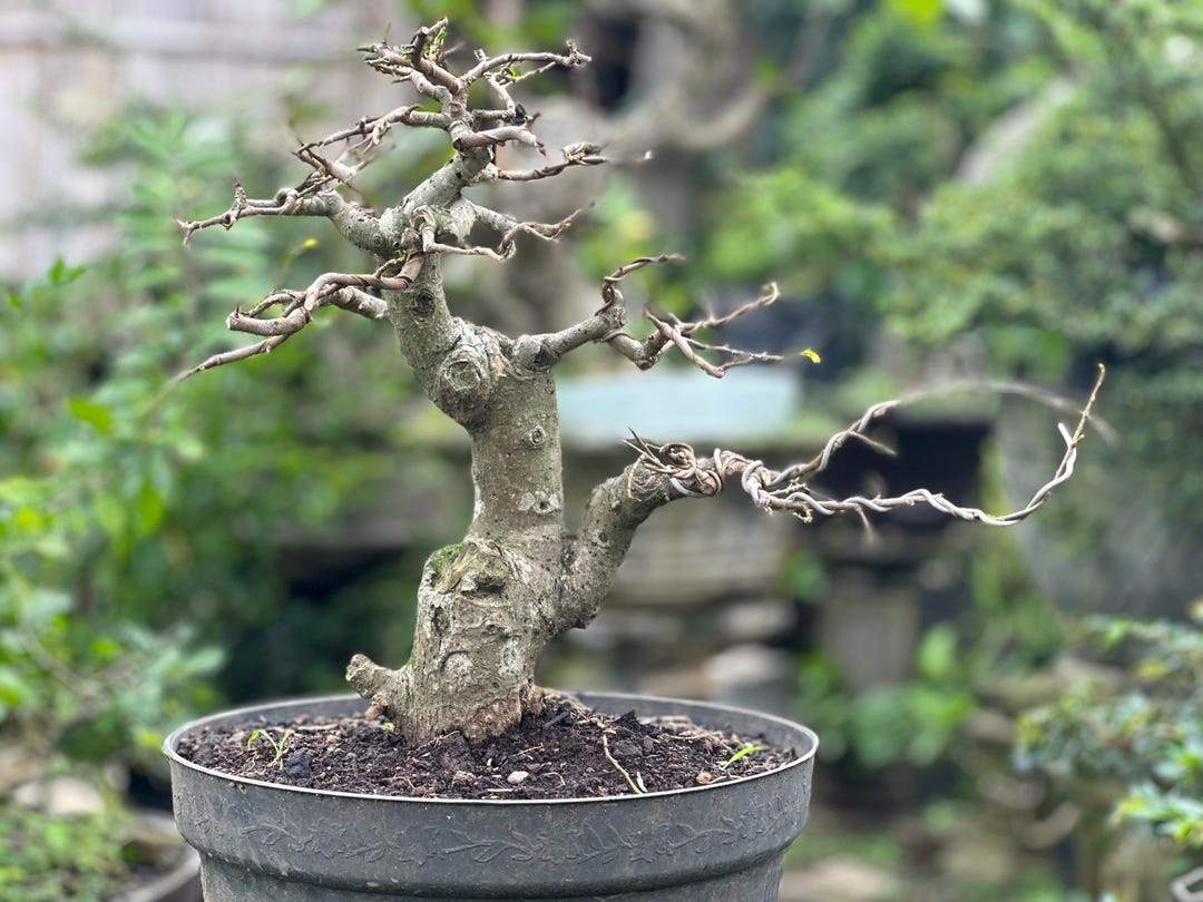 Life Tree. Bonsai Strubus Asper Medium Size. - Etsy
