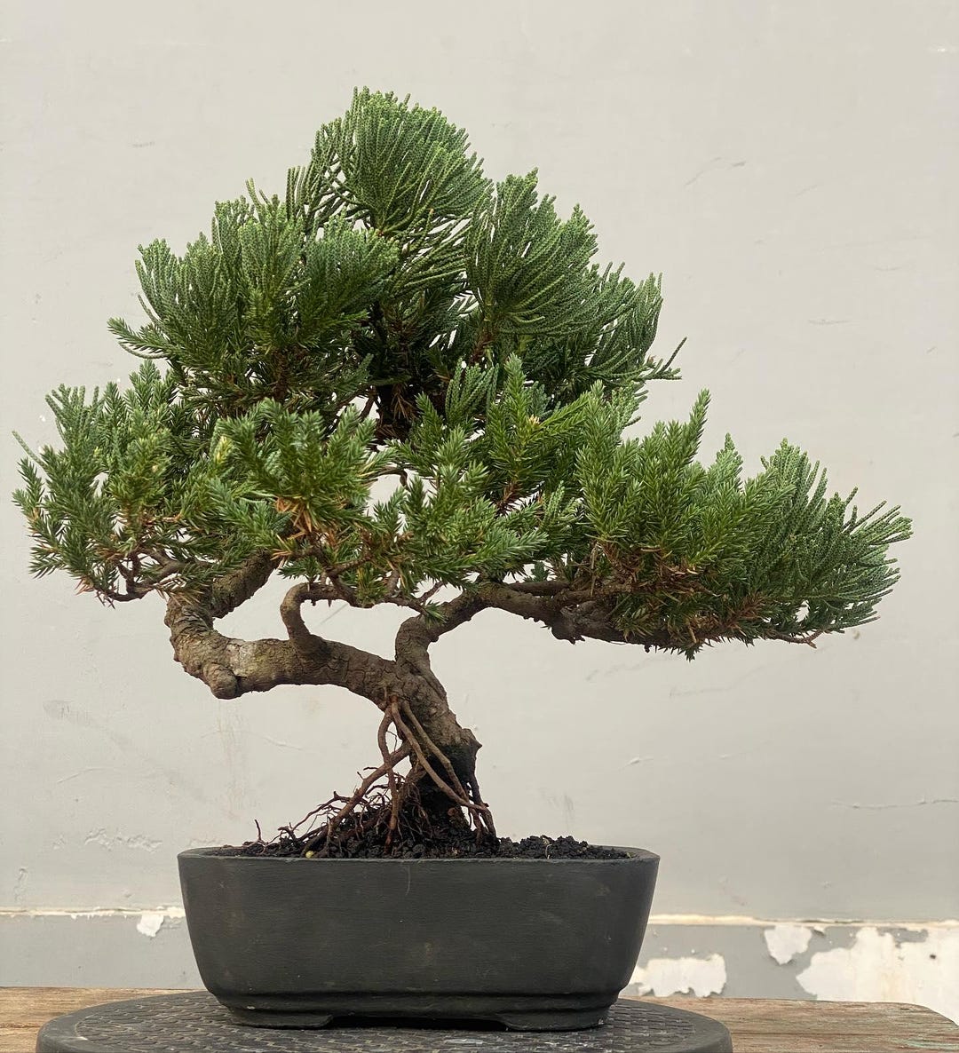Life Tree. Bonsai Cemara Juniperus Blue Chinensis - Etsy