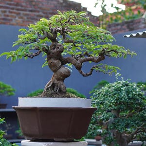 Life Tree. Bonsai Tamarind. Produces Fruit and Flowers - Etsy