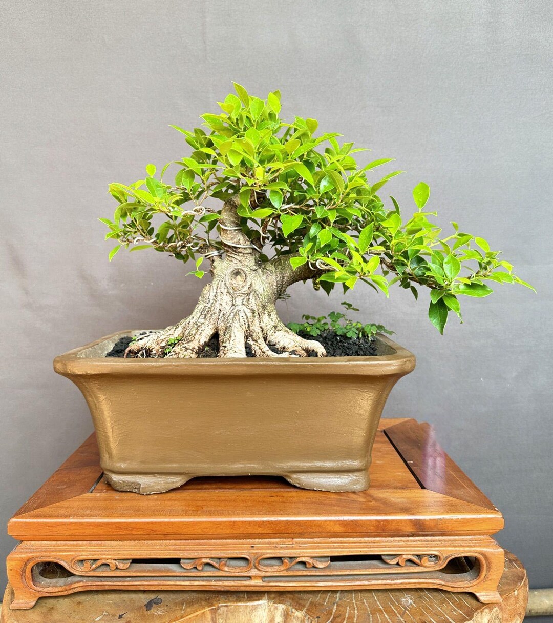 Life Tree. Bonsai Ficus Benjamina - Etsy