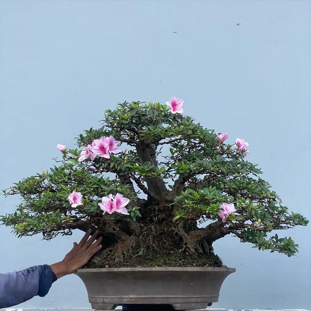 Life Tree. Bonsai Vietnamese Blue Bell. Trifidacanthus. Fragrant Purple ...