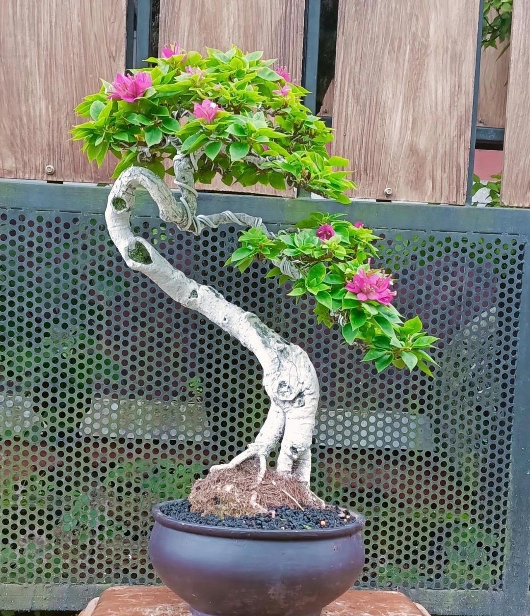 Life Tree. Bonsai Bougainvillea. Pink Fanta Flower. Small Leaves. With ...