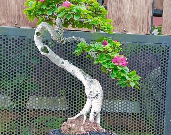 Life Tree. Bonsai Bougainvillea. Pink Fanta Flower. Small Leaves. With ...