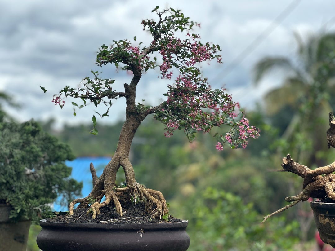 Life Tree. Bonsai Malpighia Glabra Sakura Micro With Phytosanitary - Etsy