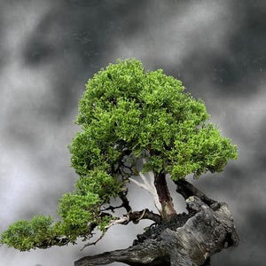 Life Tree. Bonsai Thuja Occidentalis - Etsy