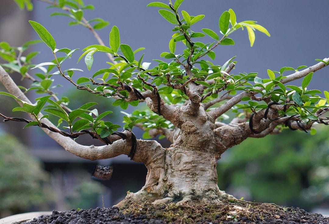 Life Tree. Bonsai Water Jasmine. Wrightia Religiosa - Etsy
