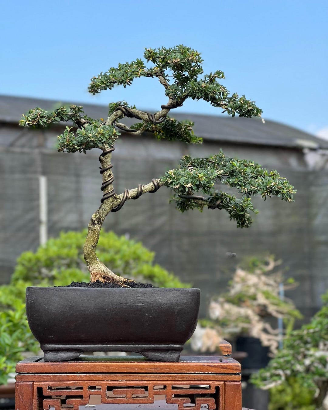 Life Tree. Bonsai Vietnamese Blue Bell. Trifidacanthus. Fragrant Purple ...