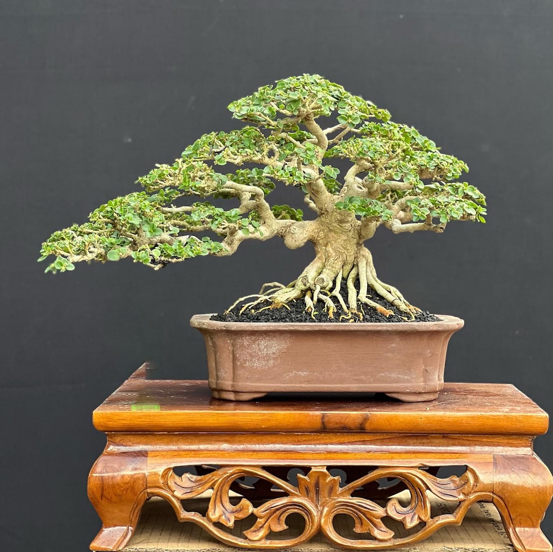 Life Tree. Bonsai Premna Microphyla - Etsy