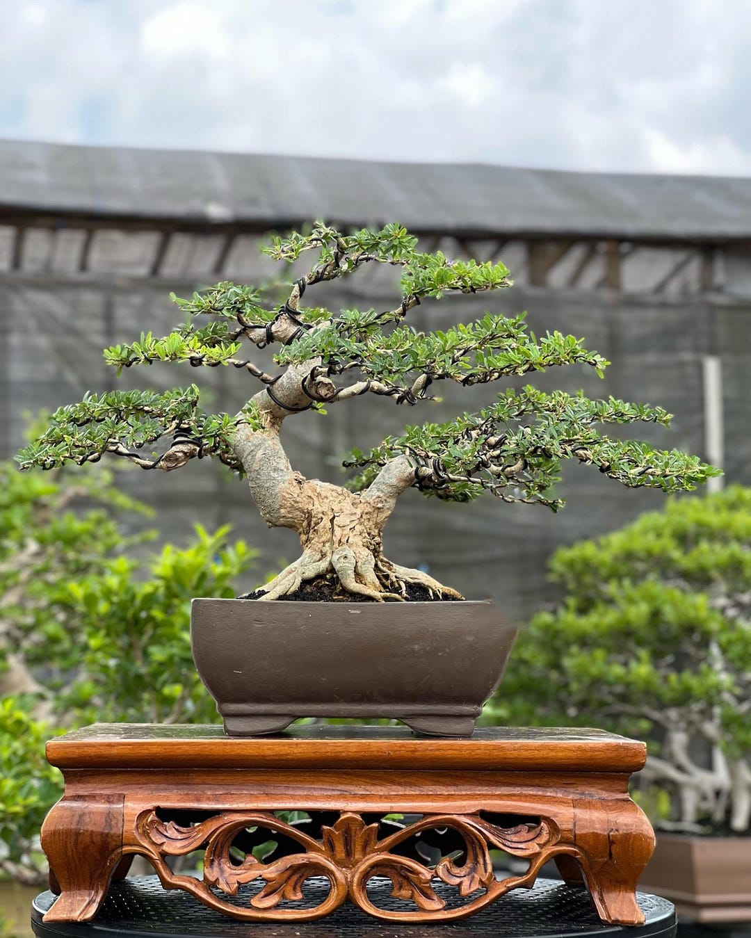 Life Tree. Bonsai Vietnamese Blue Bell. Trifidacanthus. Fragrant Purple ...