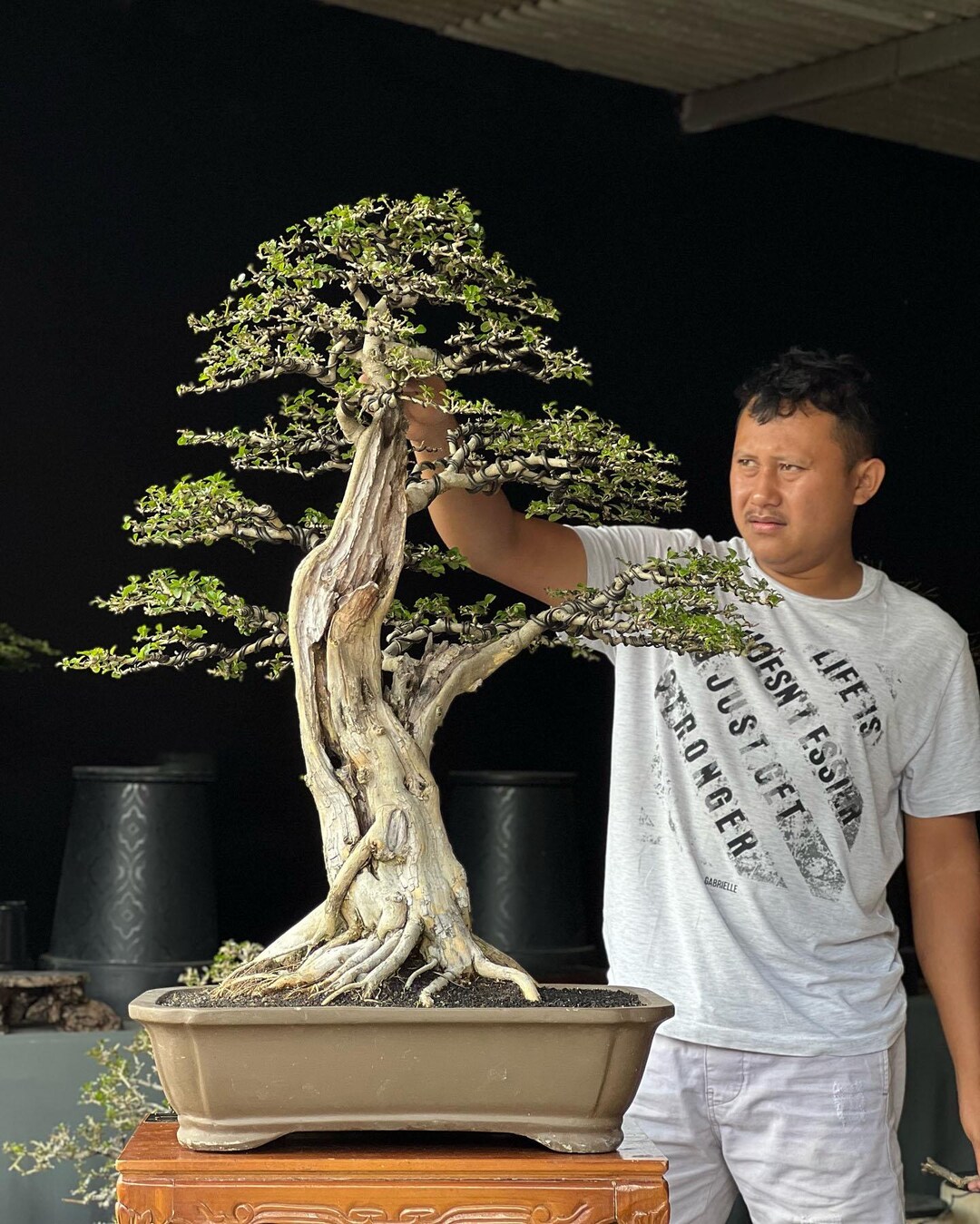 Life Tree. Bonsai Cudrania Chochinsinensis - Etsy
