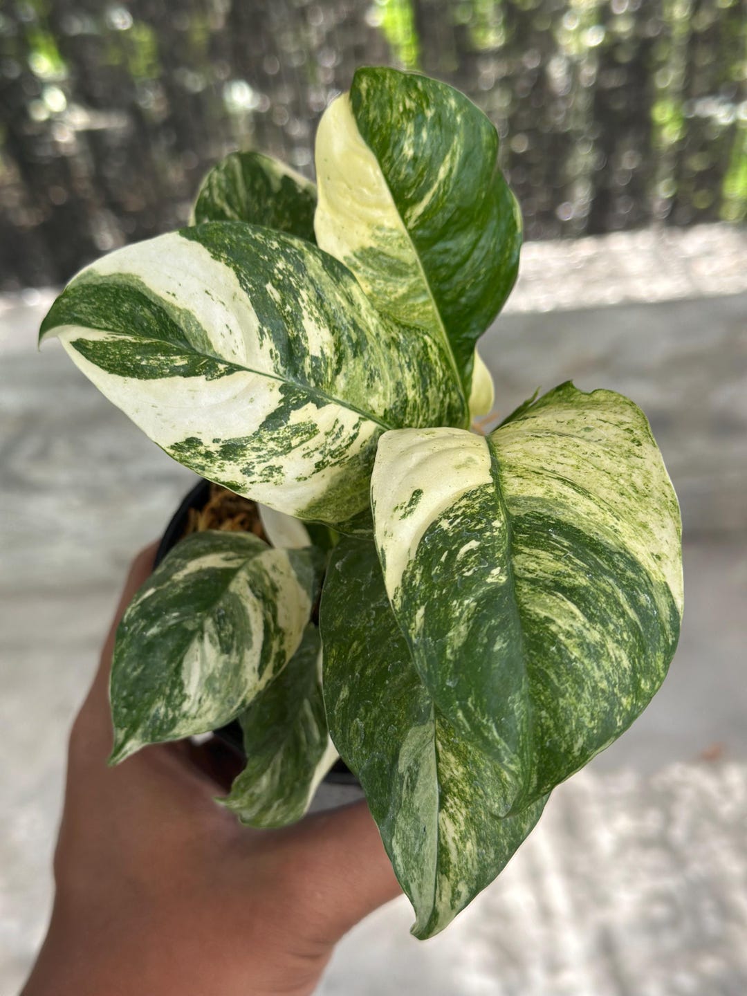 Actual Plant. Rhaphidophora Puberula Variegated - Etsy