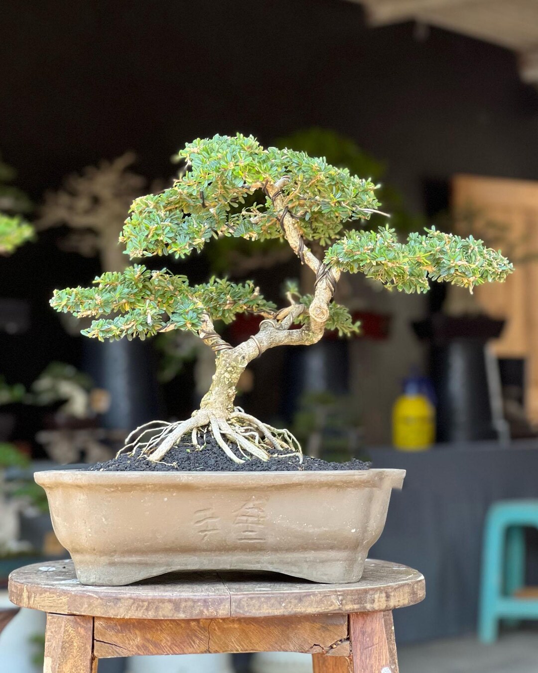 Life Tree. Bonsai Vietnamese Blue Bell. Trifidacanthus. Fragrant Purple ...