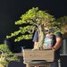 Life Tree. Bonsai Arabika, Klampis Ireng - Etsy