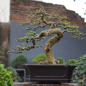 Life Tree. Bonsai Maclura Cochinchinensis - Etsy