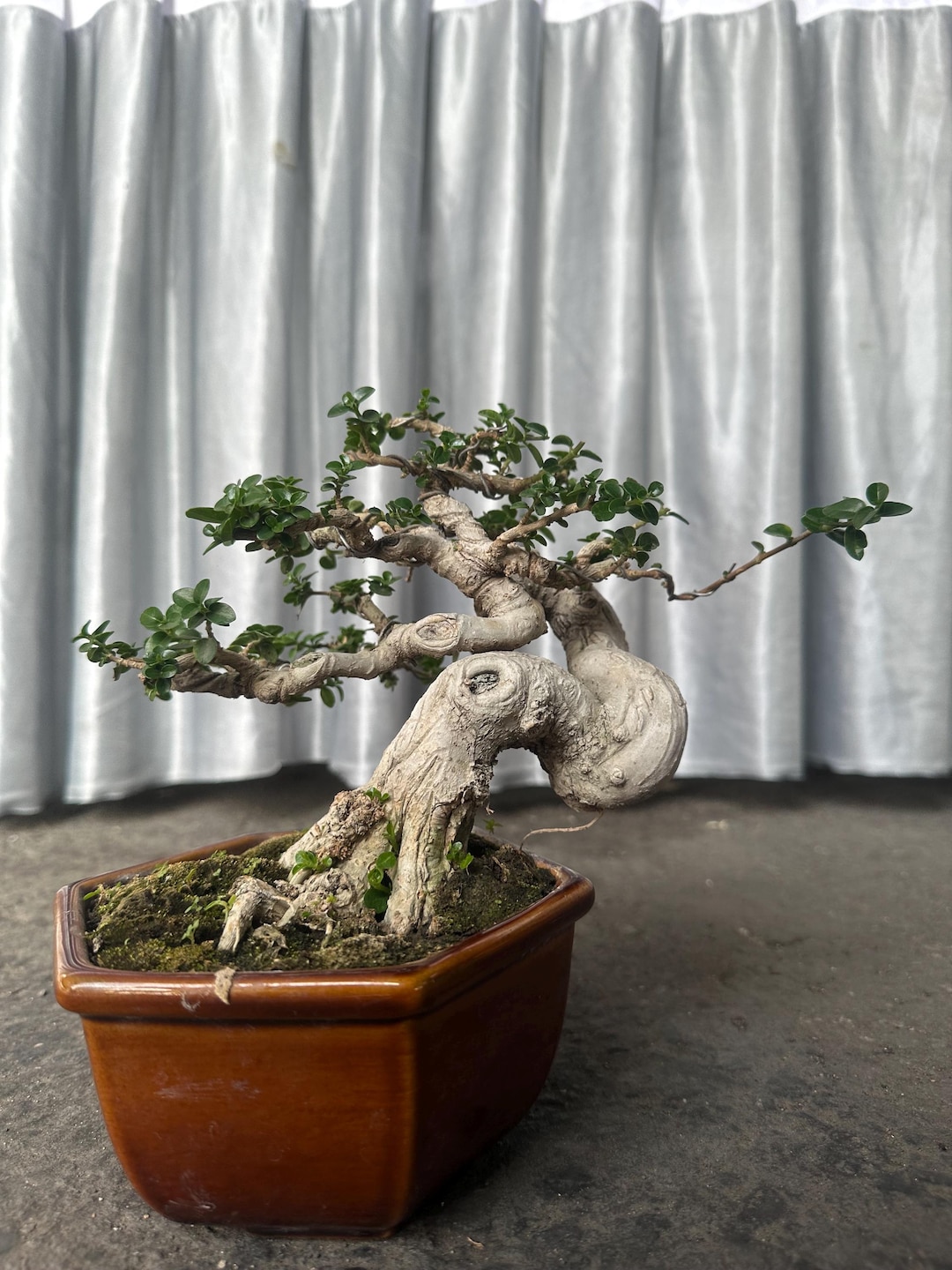 Life Tree. Actual Tree. Bonsai Premna - Etsy