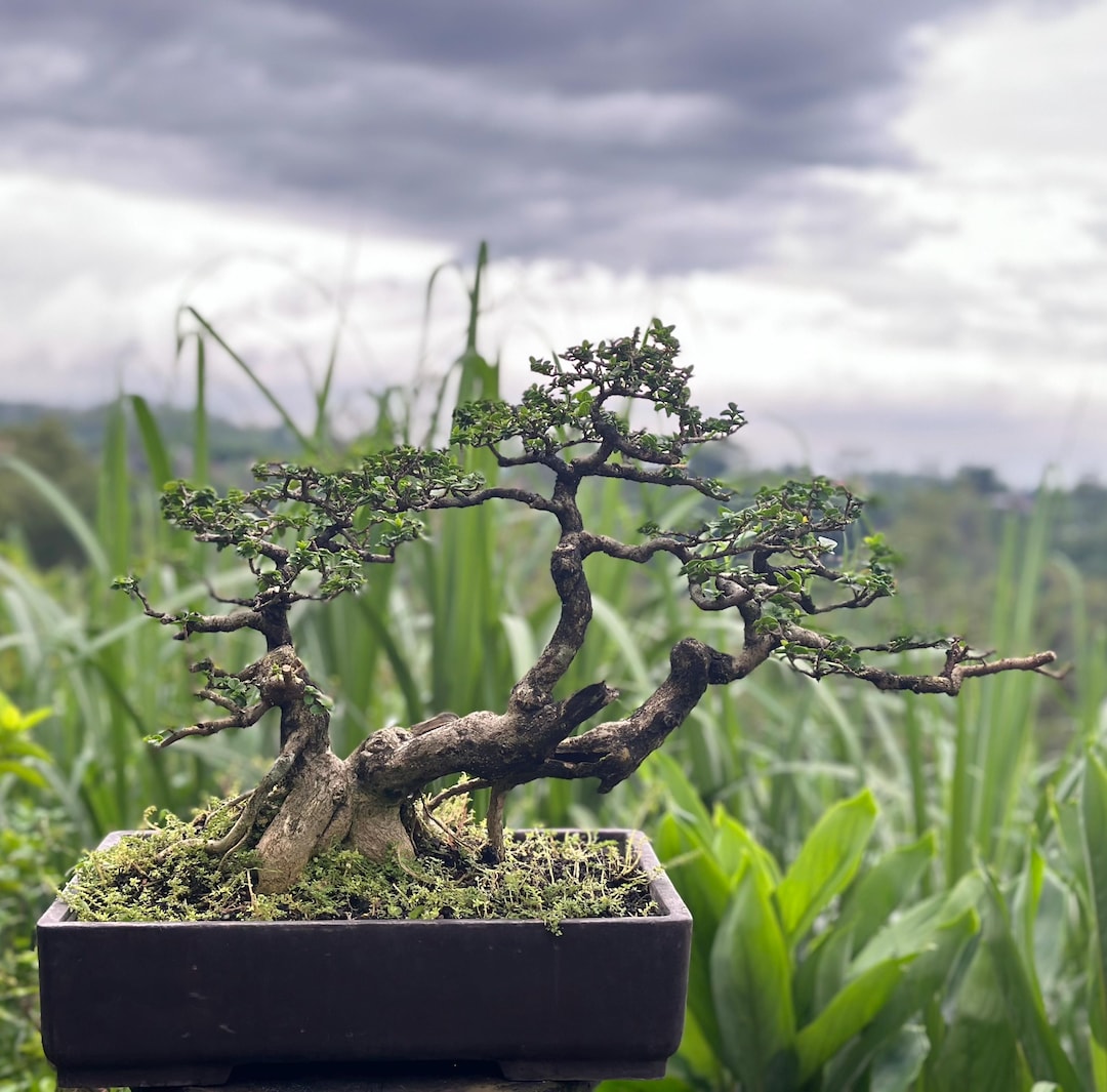 Life Tree. Bonsai Premna Microphyla Bonsai Tree - Etsy