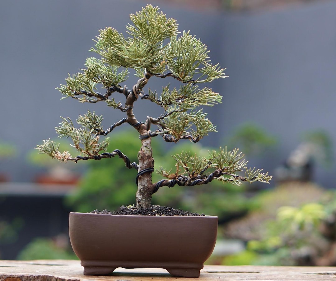 Life Tree. Bonsai Japanese Juniperus Sinensis - Etsy
