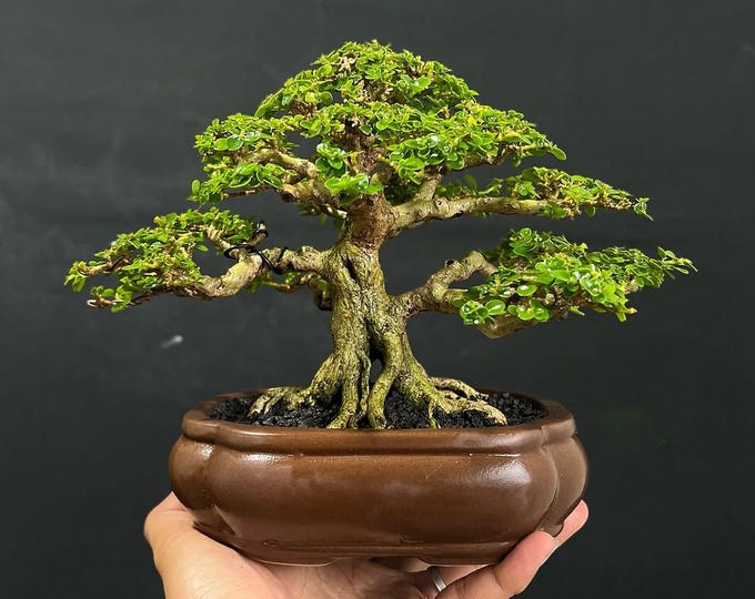 Bonsai Tree. Real Picture. Premna Microphyla - Etsy