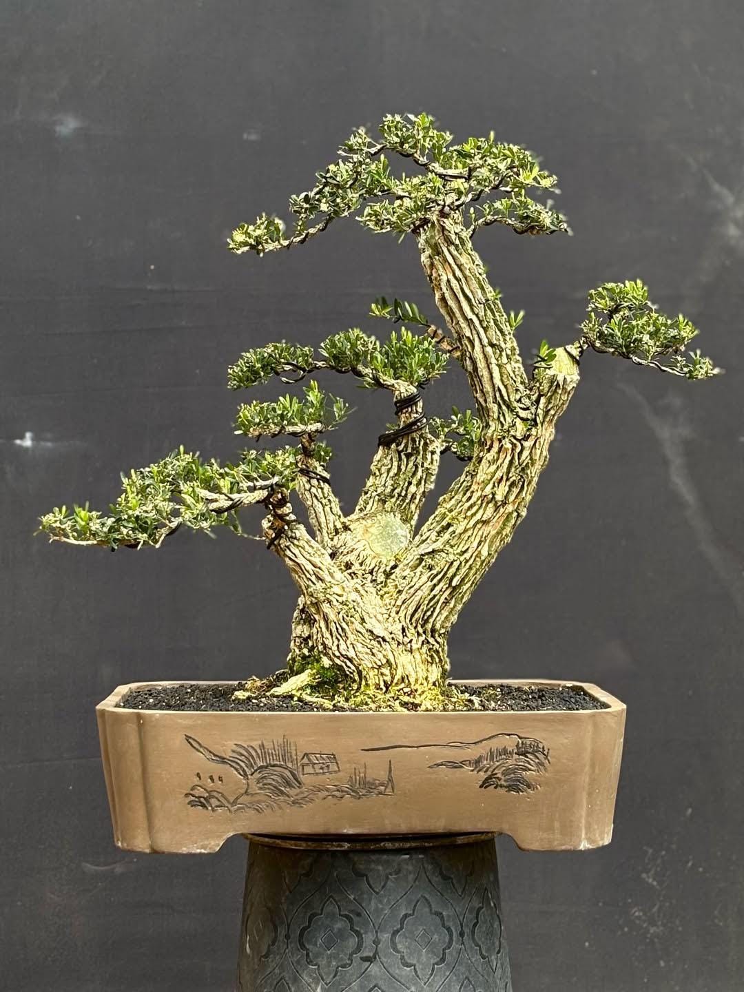 Bonsai Tree. Bonsai Buxus Boxwood Harland. Boxus - Etsy