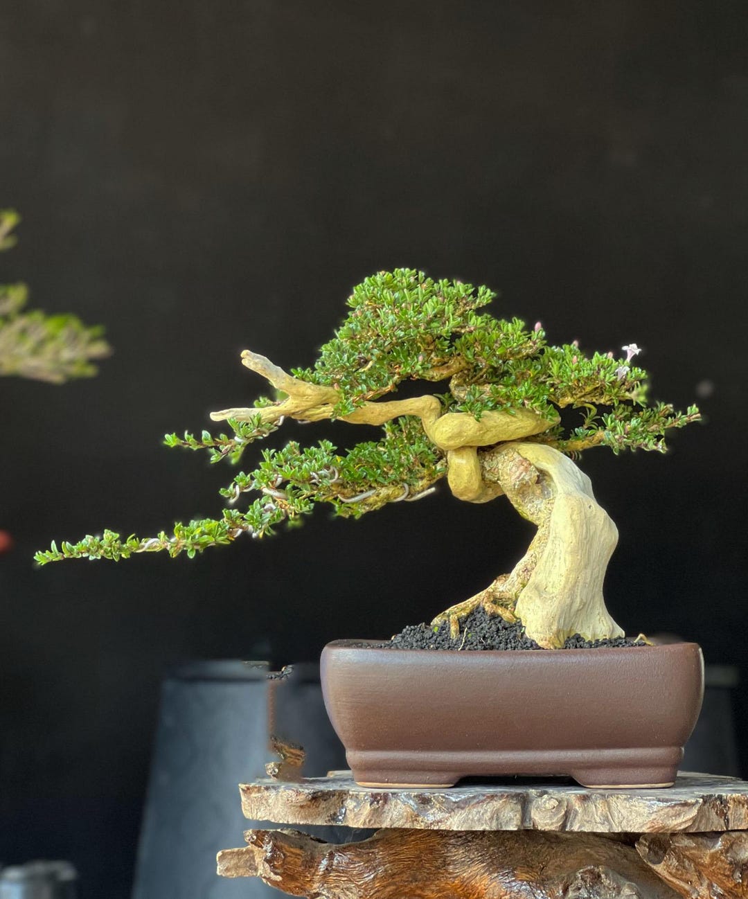 Life Tree. Bonsai Serissa Snowrose Micro - Etsy