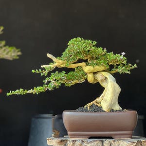 Life Tree. Bonsai Serissa Snowrose Micro - Etsy
