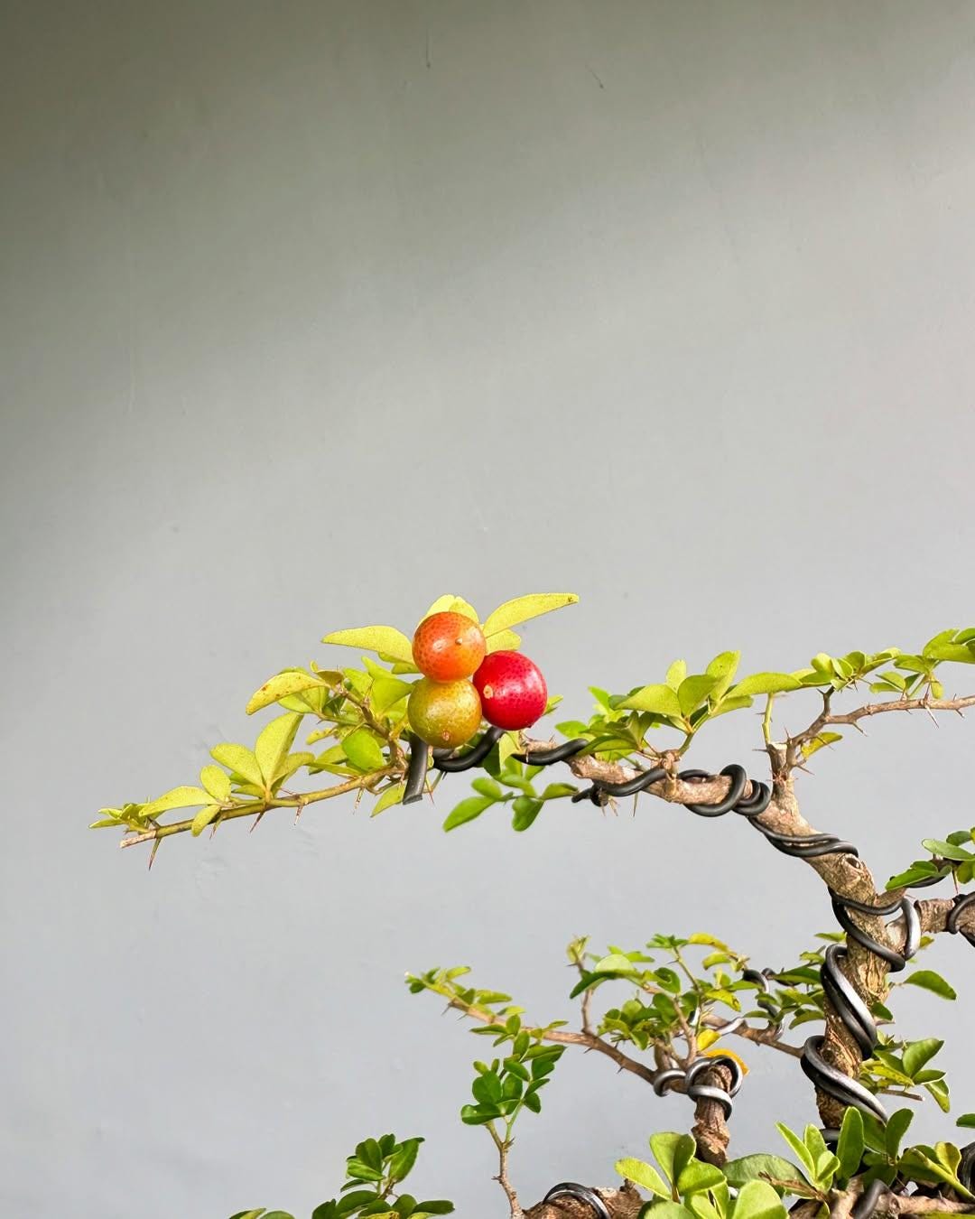 Life Tree. Bonsai Tropical Triphasia Trifolia - Etsy