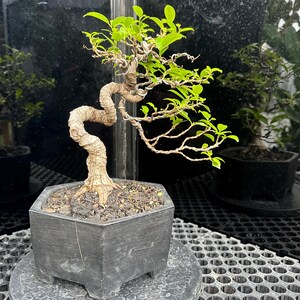 Life Tree. Bonsai Ficus Loa. Ficus Retusa. Tiger Bark. Small Size. Real ...