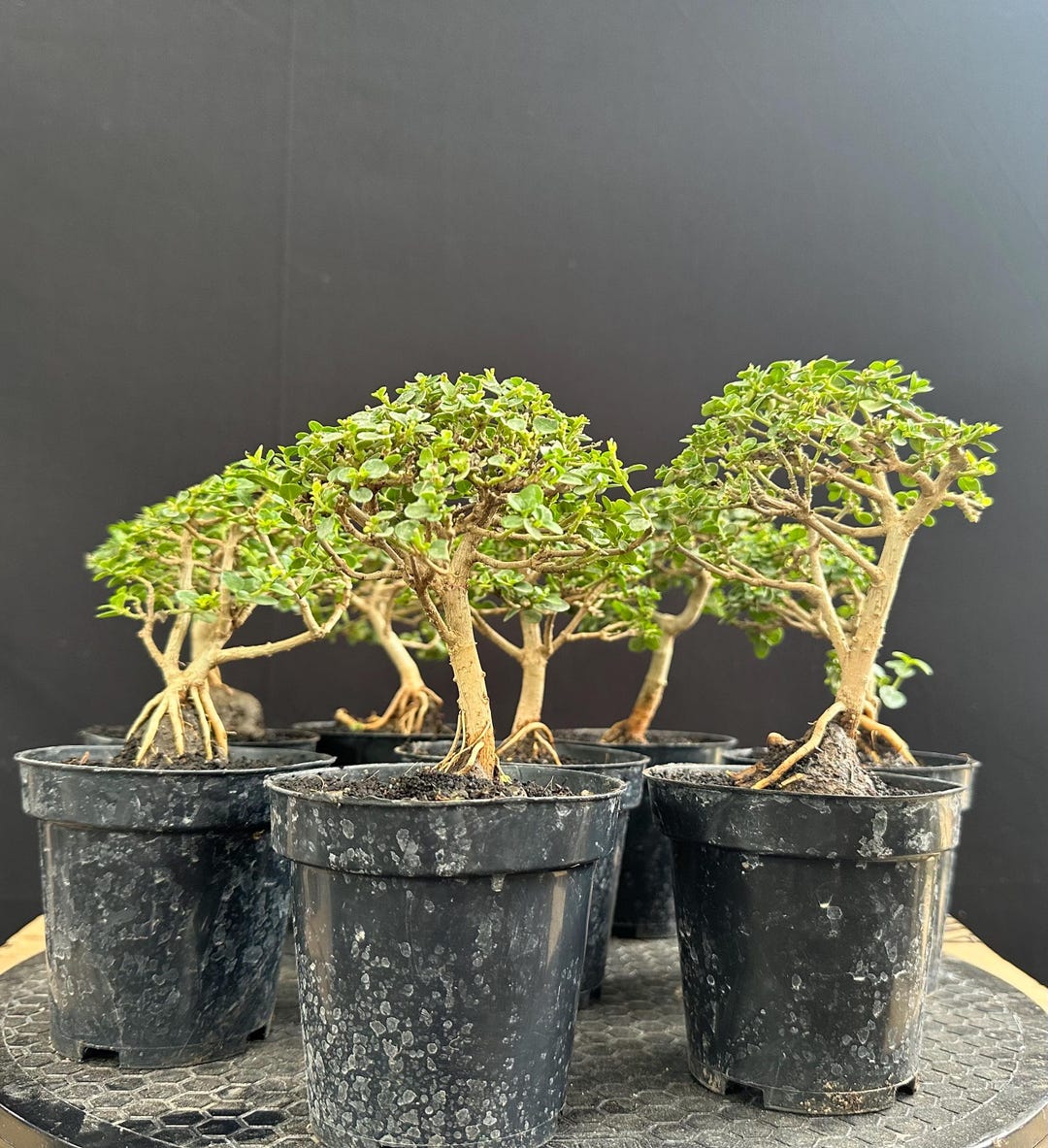 Wholesale Bonsai Tree. 10 Psc Premna Michrophylla. - Etsy