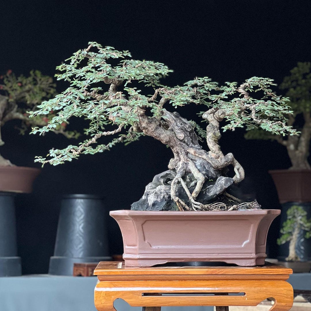 Life Tree. Bonsai Arabika, Klampis Ireng - Etsy