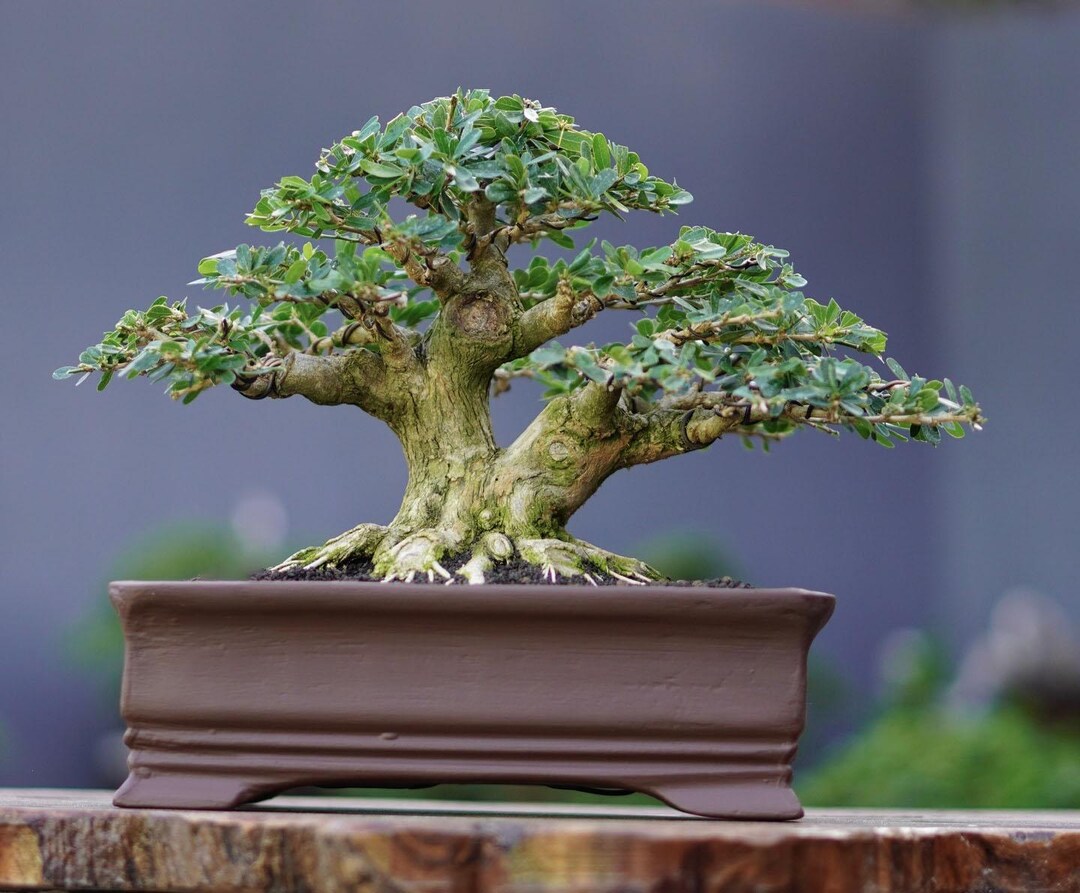 Life Tree. Bonsai Vietnamese Blue Bell. Trifidacanthus. Fragrant Purple ...