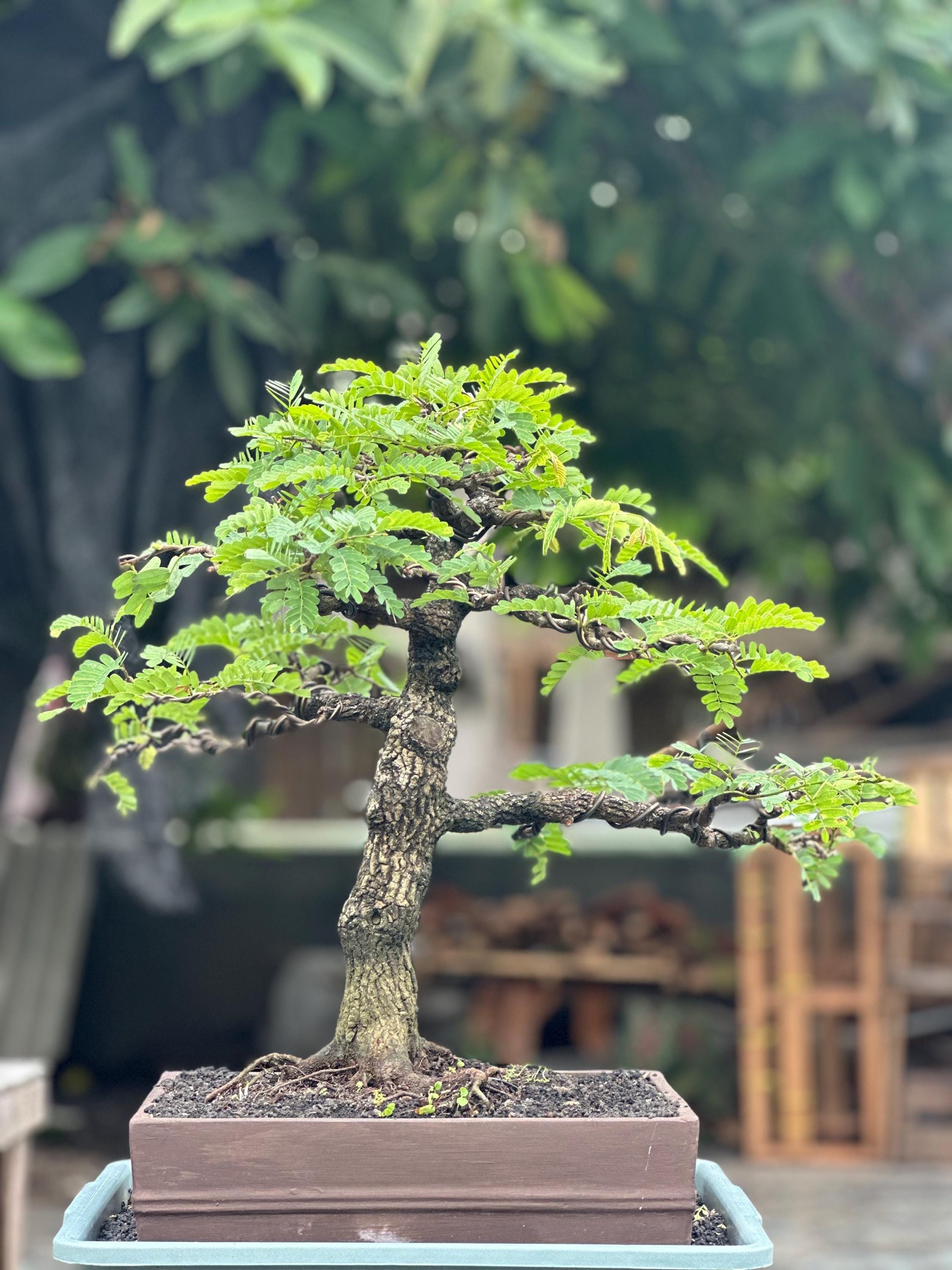 Tamarind Bonsai Tamarind Tree Bonsai Pot Isolated On Stockfoto